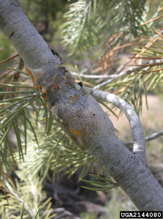 pinyon blister rust (Cronartium occidentale Hedgc., Bethel, & N. Hunt)