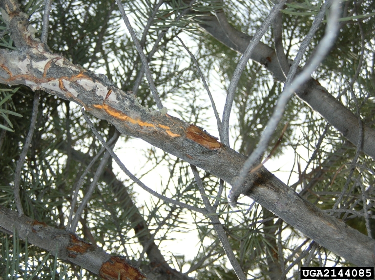 pinyon blister rust (Cronartium occidentale Hedgc., Bethel, & N. Hunt)