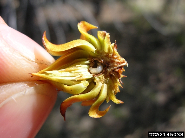 gall midges (family Cecidomyiidae) (Family Cecidomyiidae)