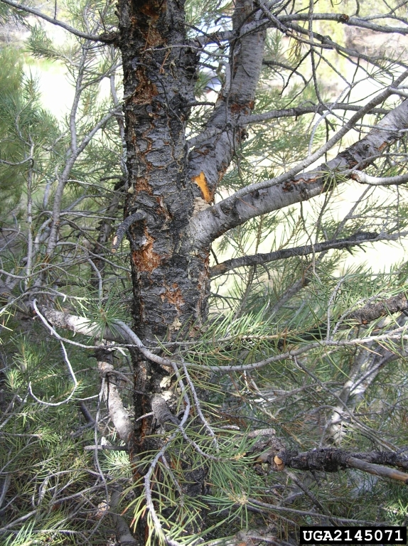 pinyon blister rust (Cronartium occidentale)