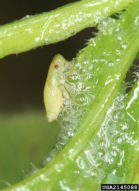 spittlebugs or froghoppers (family Cercopidae), (Hemiptera: Cercopidae ...