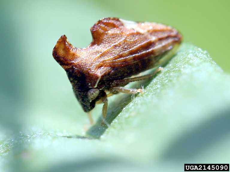 treehoppers (Family Membracidae Rafinesque, 1815)