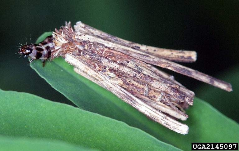 casebearer moths (Family Coleophoridae)