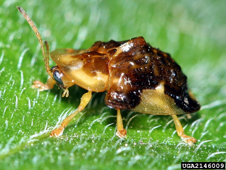 leaf beetles (Family Chrysomelidae Latreille, 1802)