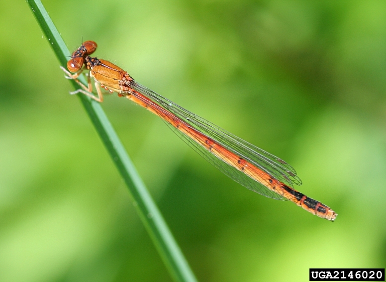 dragonflies and damselflies (Order Odonata)