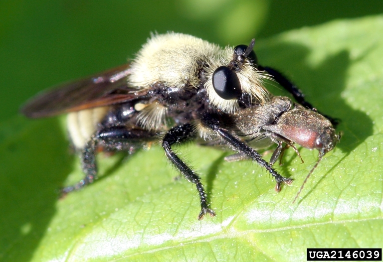 robber flies (Family Asilidae)