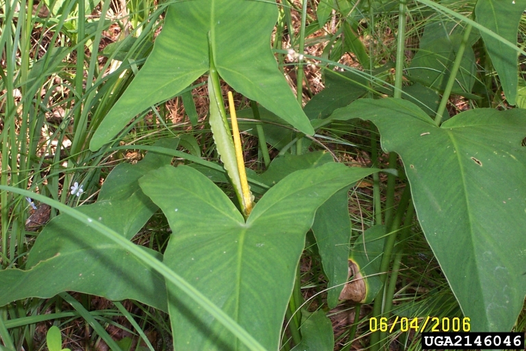 arrow-arum (Peltandra virginica (L.) Schott)