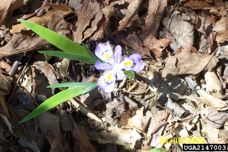 dwarf violet iris (Iris verna L.)