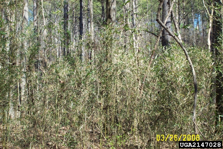 giant cane (Arundinaria gigantea)