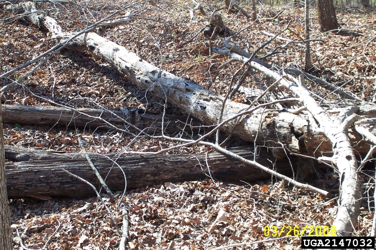 woody debris