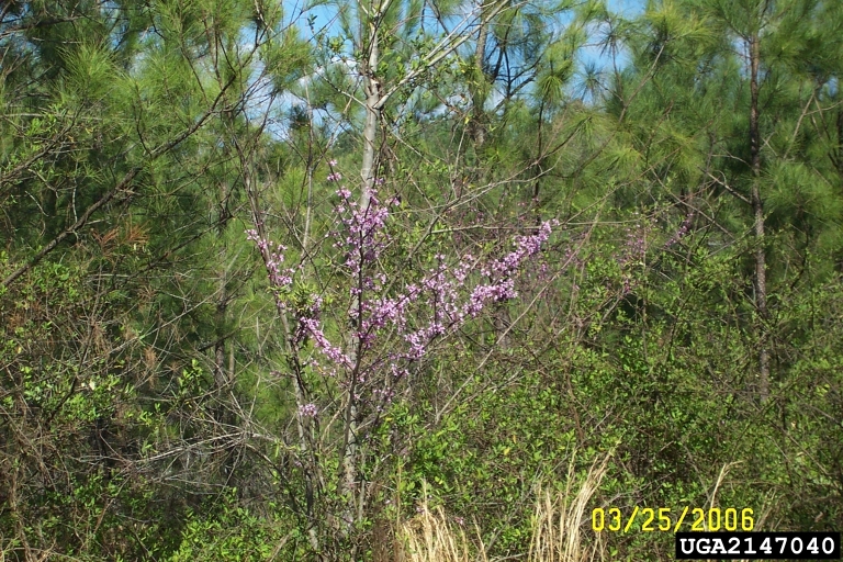 eastern redbud (Cercis canadensis)
