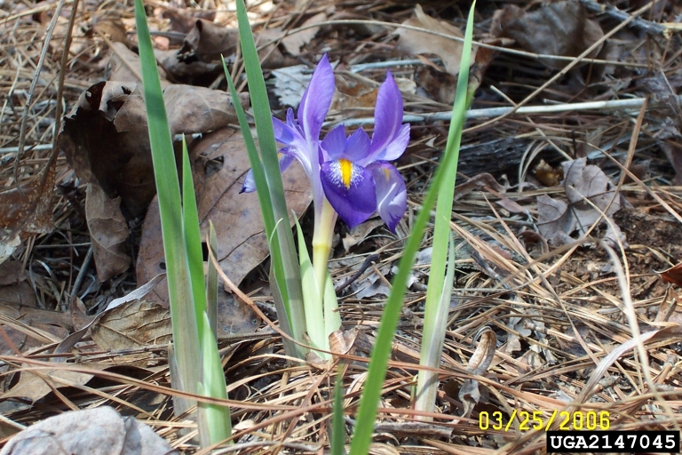 dwarf violet iris (Iris verna L.)