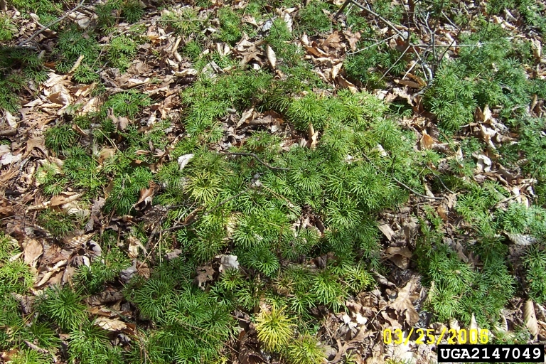 fan clubmoss (Lycopodium digitatum Dill. ex A. Braun)