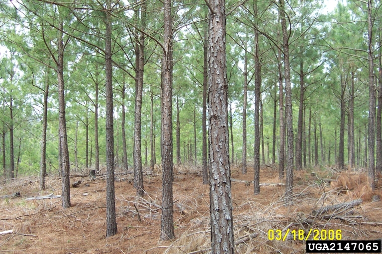 loblolly pine (Pinus taeda L.)