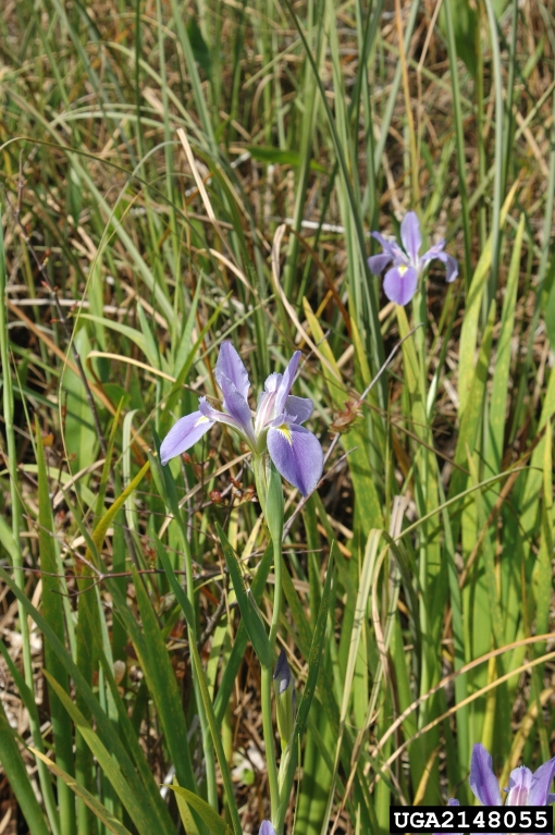 Virginia iris (Iris virginica L.)