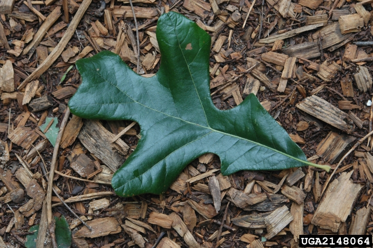 post oak (Quercus stellata Wangenh.)