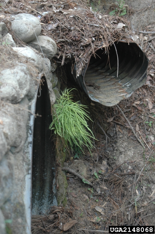 spider brake (Pteris multifida)