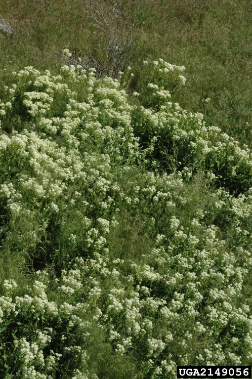 hoary cress (Lepidium draba (L.) Desv)