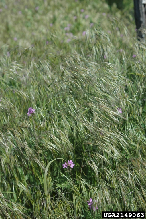 cheatgrass, downy brome (Bromus tectorum L.)