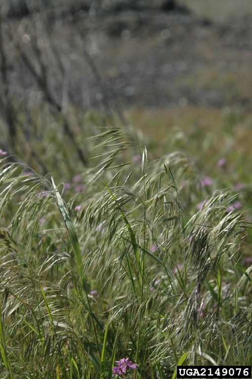cheatgrass, downy brome (Bromus tectorum L.)