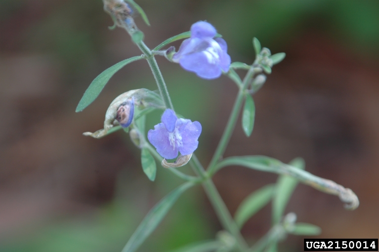 helmet flower (Scutellaria integrifolia L.)