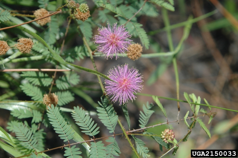 sensitive briar (Mimosa quadrivalvis var. angustata (Torr. & A.Gray ...