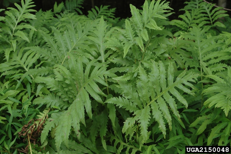 sensitive fern (Onoclea sensibilis L.)