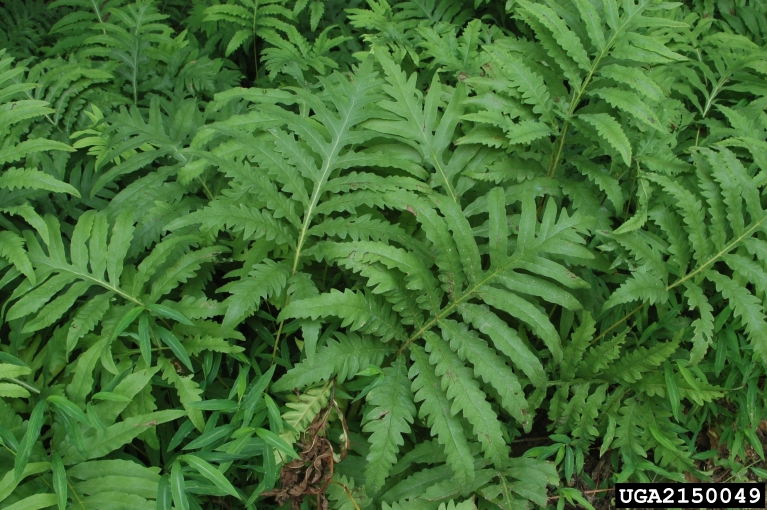 sensitive fern (Onoclea sensibilis L.)