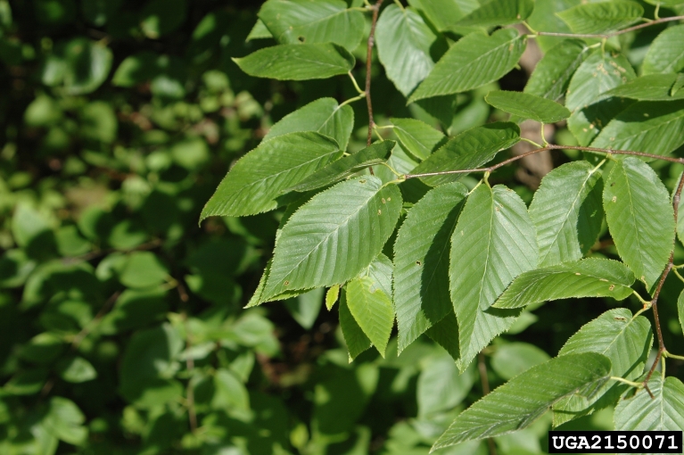 Bugwood Image Database System