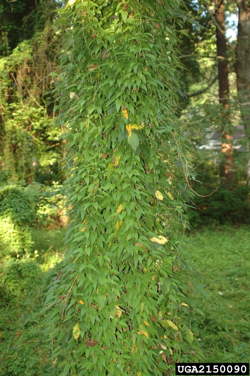 skunk-vine (Paederia foetida L.)