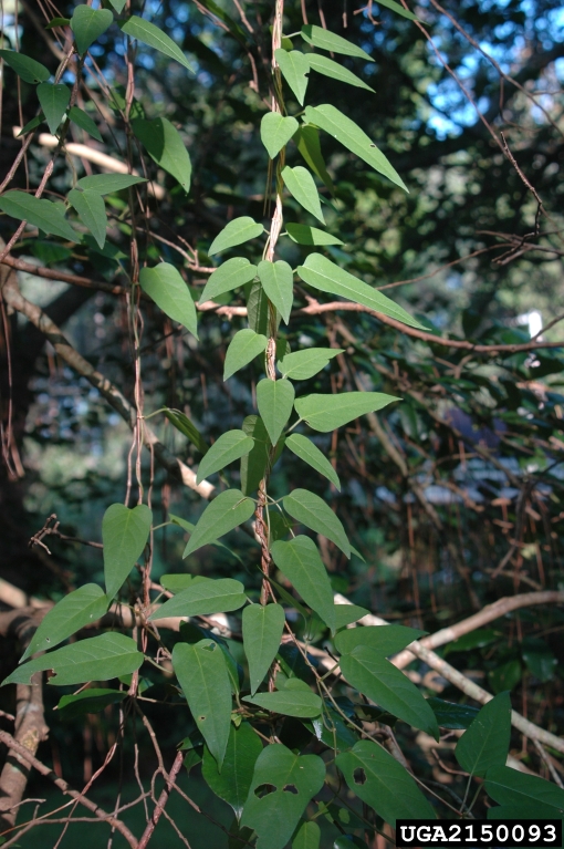 skunk-vine (Paederia foetida L.)