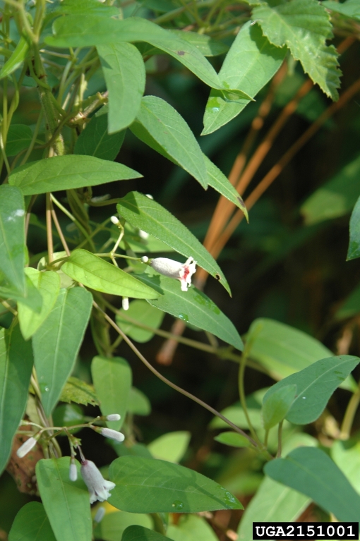 skunk-vine (Paederia foetida L.)