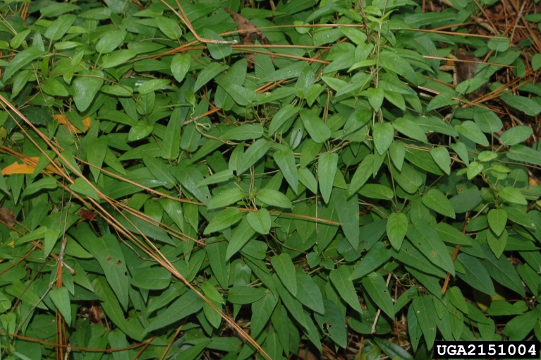 skunk-vine (Paederia foetida L.)