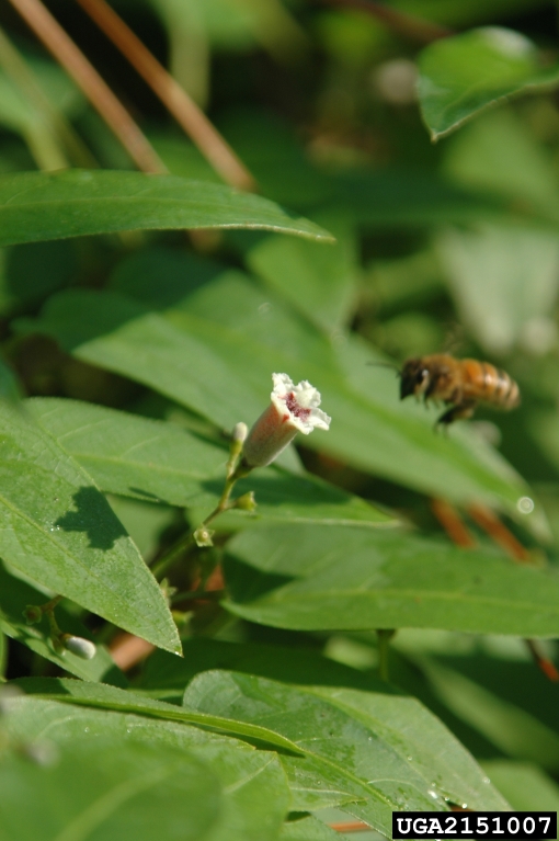 skunk-vine (Paederia foetida L.)