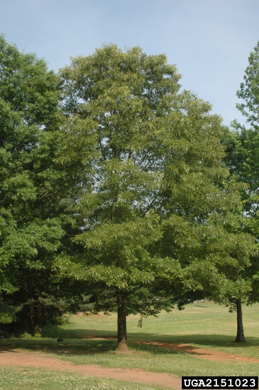 southern red oak (Quercus falcata)