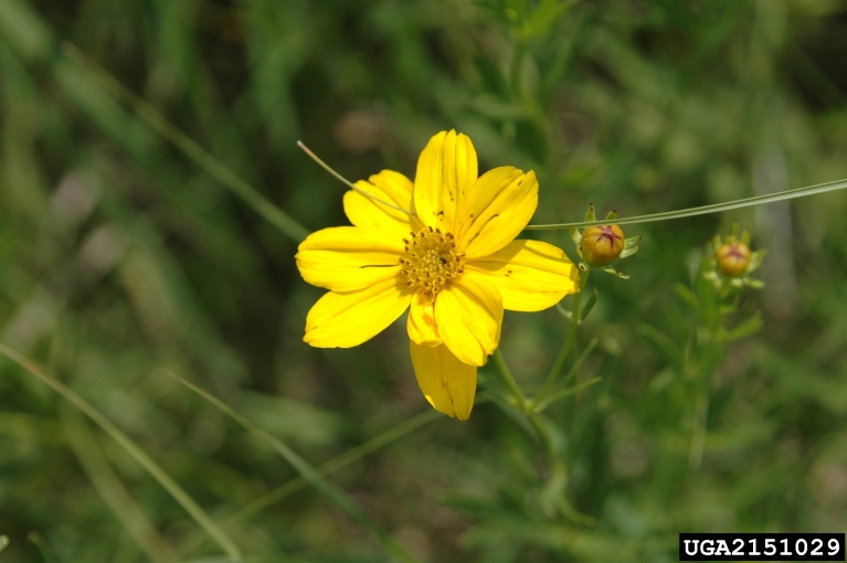 stiff tickseed (Coreopsis palmata Nutt.)