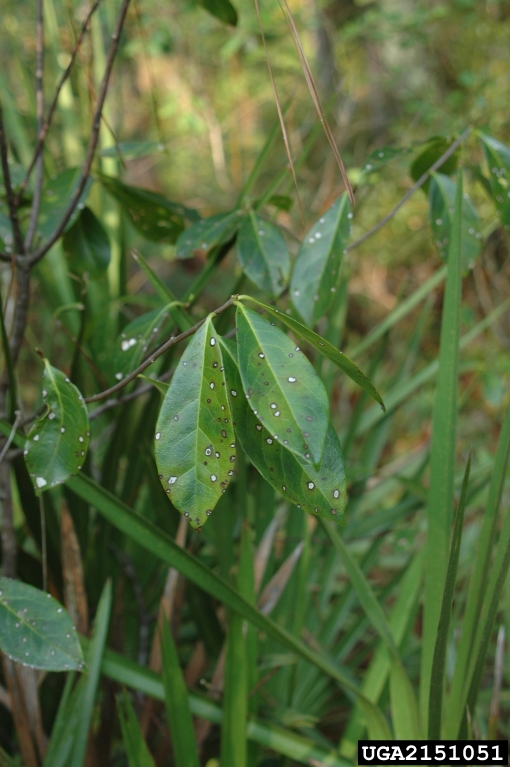 swamp bay (Persea palustris (Raf.) Sarg.)