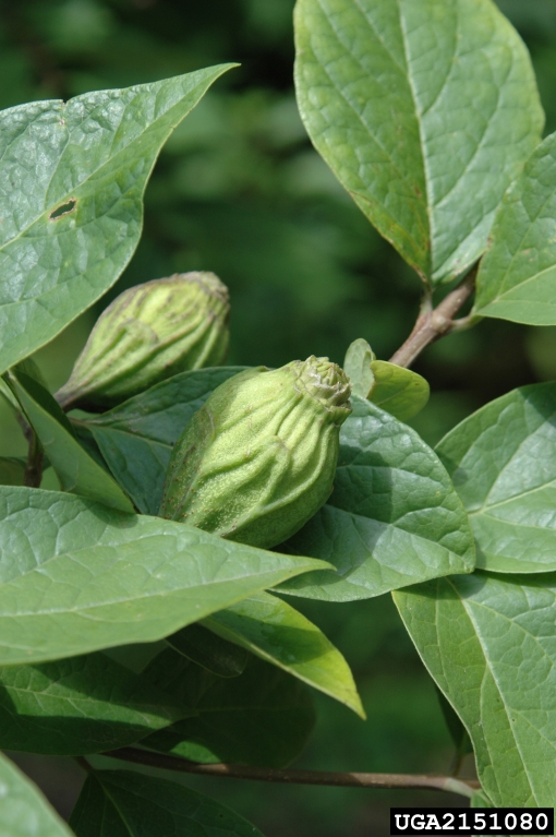 eastern sweetshrub (Calycanthus floridus L.)