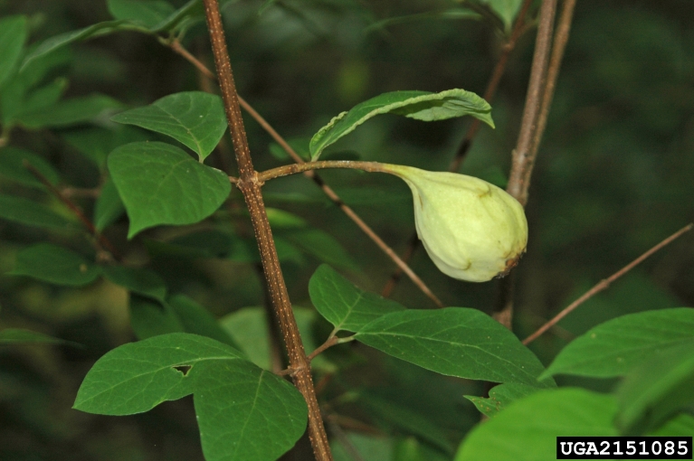 eastern sweetshrub (Calycanthus floridus)