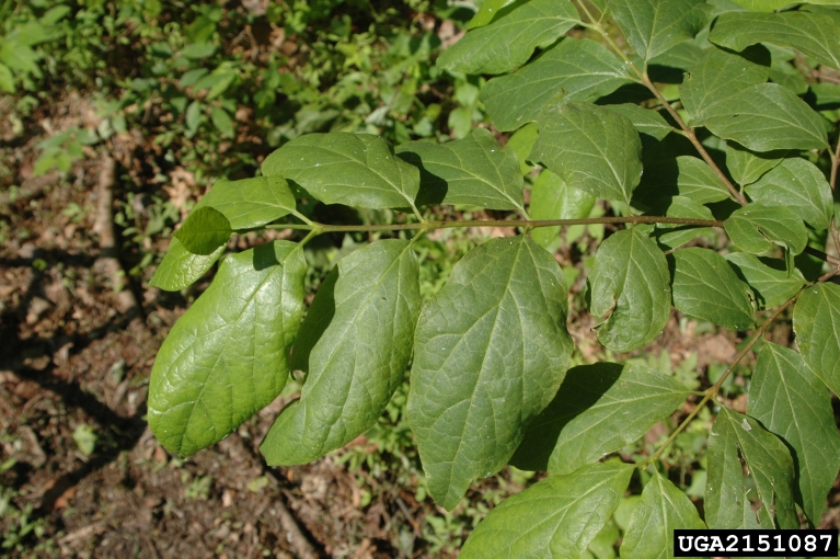 eastern sweetshrub (Calycanthus floridus L.)