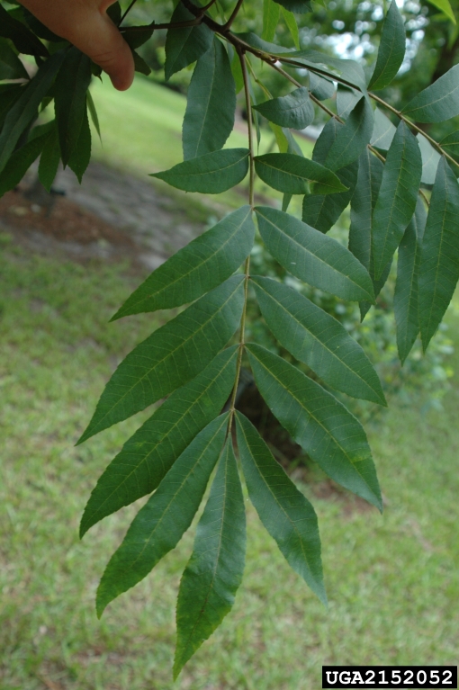 water hickory (Carya aquatica (Michx. f.) Nutt.)
