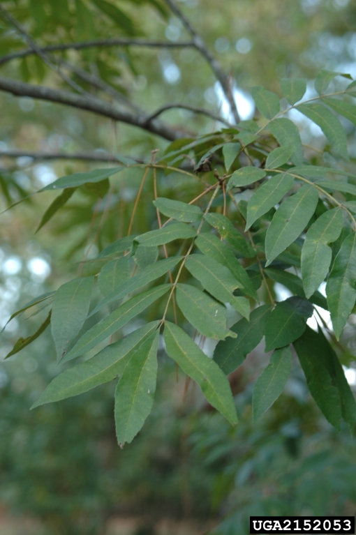 water hickory (Carya aquatica (Michx. f.) Nutt.)