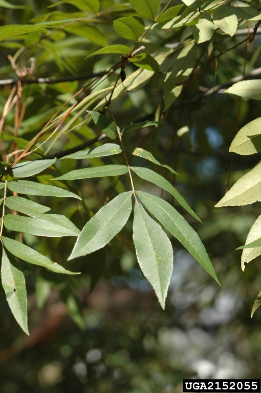 water hickory (Carya aquatica (Michx. f.) Nutt.)