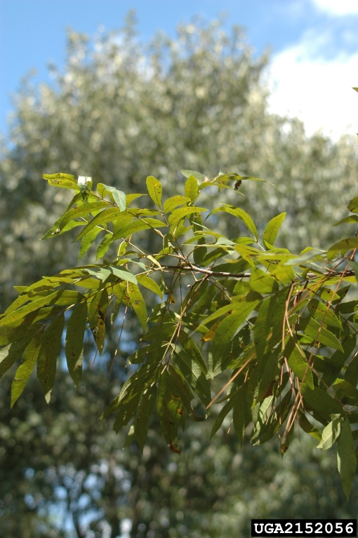 water hickory (Carya aquatica (Michx. f.) Nutt.)