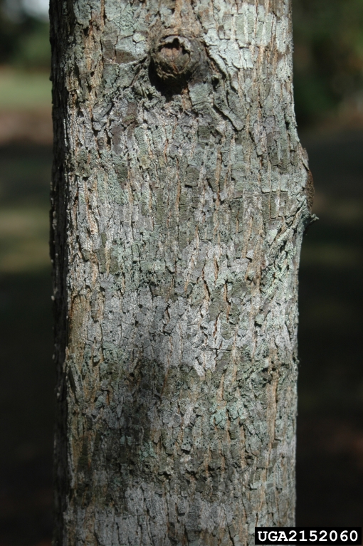 water hickory (Carya aquatica (Michx. f.) Nutt.)