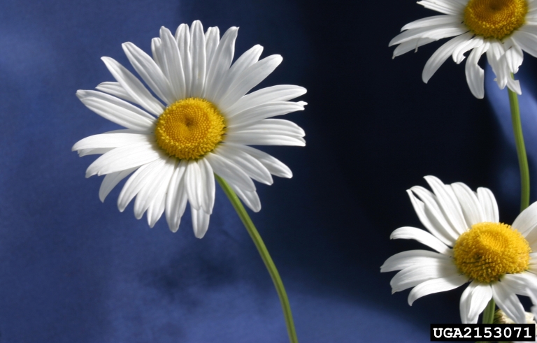 oxeye daisy (Leucanthemum vulgare Lam.)
