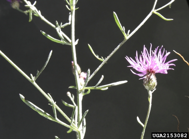 spotted knapweed (Centaurea stoebe ssp. micranthos (Gugler) Hayek)