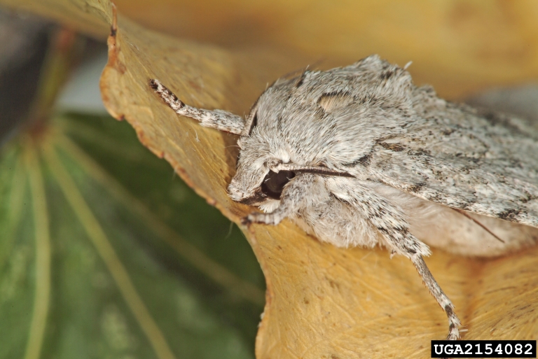 American dagger moth (Acronicta americana (Harris))