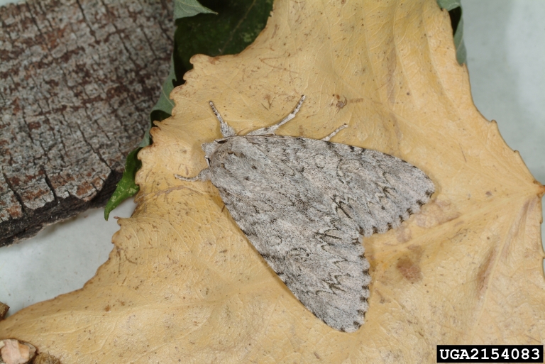 American dagger moth (Acronicta americana (Harris))