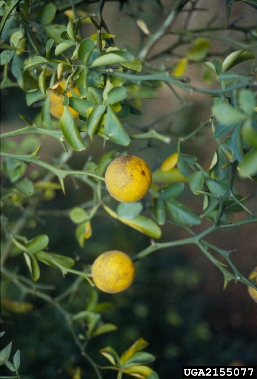 trifoliate orange (Citrus trifoliata (L.) Raf.)
